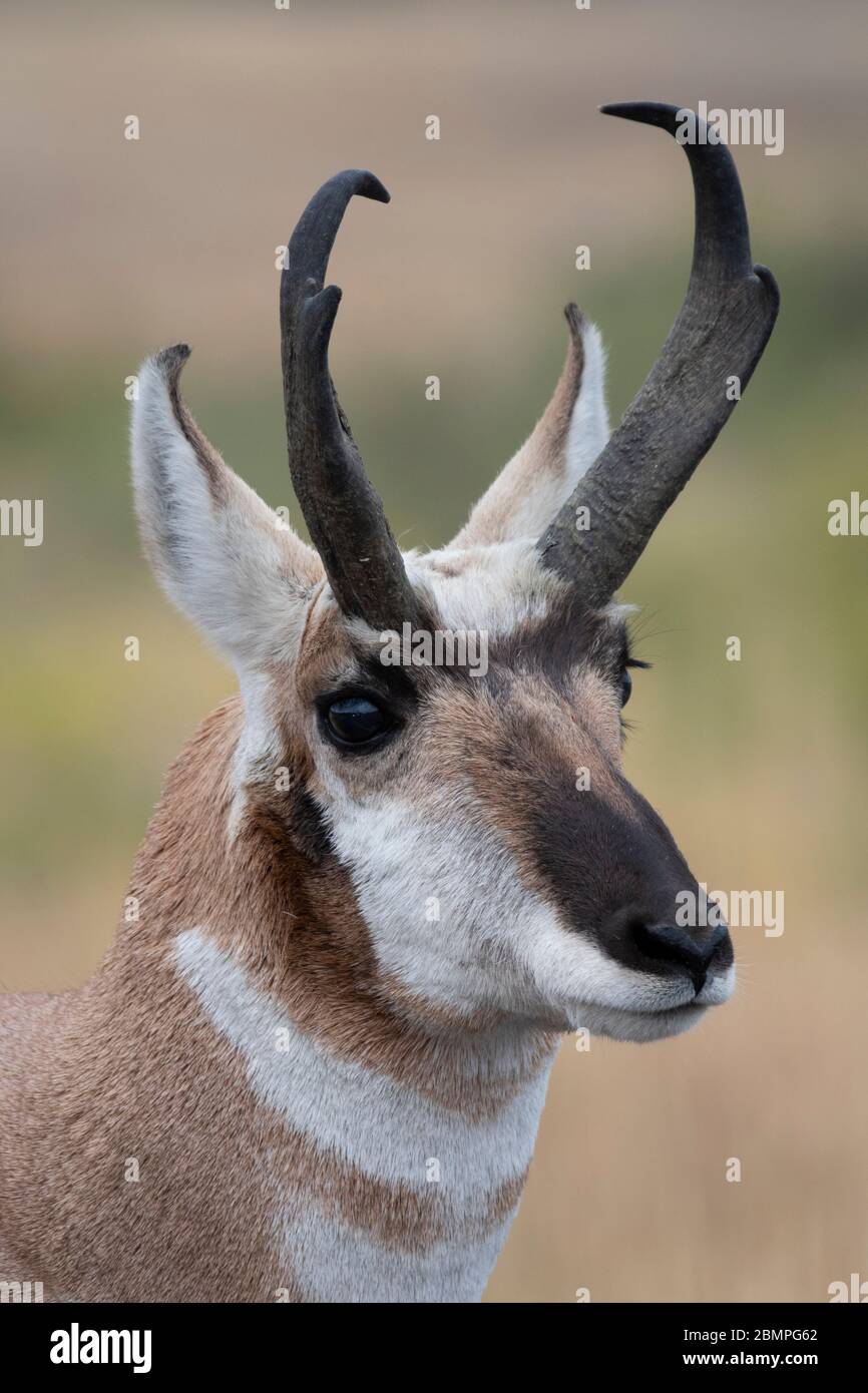 American Pronghorn Antelope Male High Resolution Stock Photography and ...