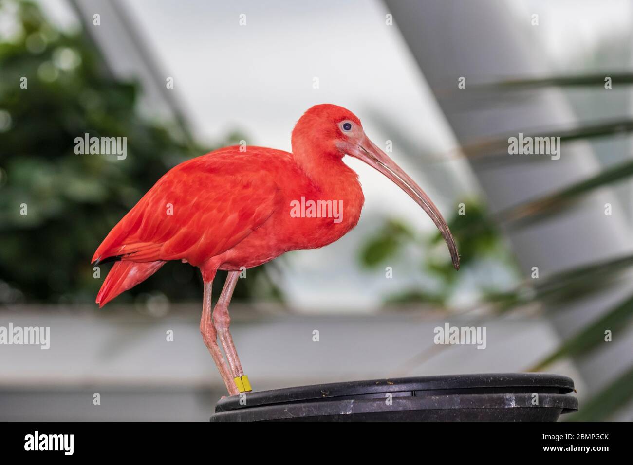 Scarlet Ibis in rainforest pyramid in Moody Gardens in Galveston, Texas ...