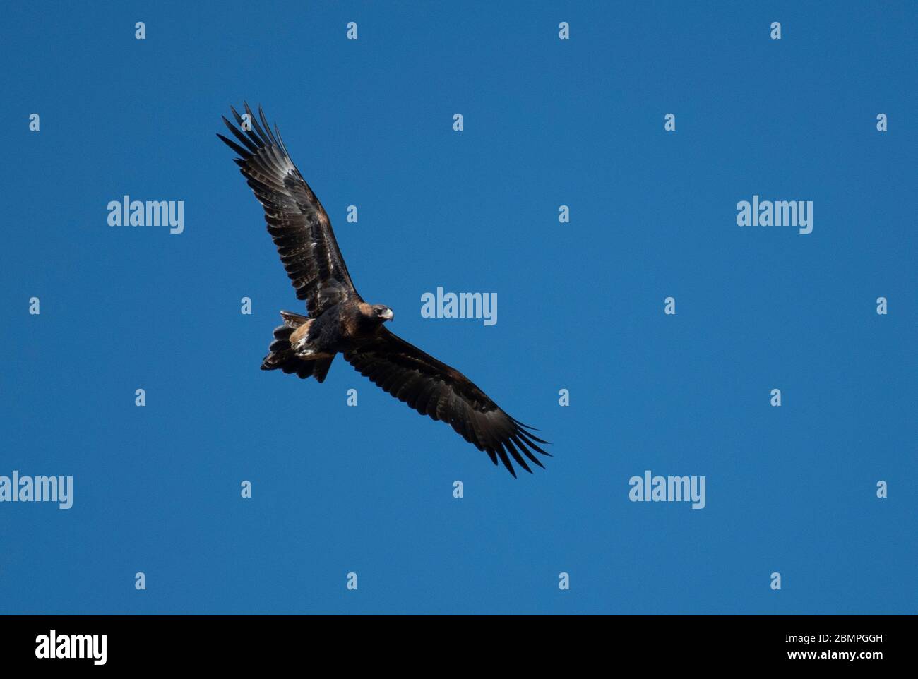Wedge-tailed Eagle soaring in Australia Stock Photo - Alamy