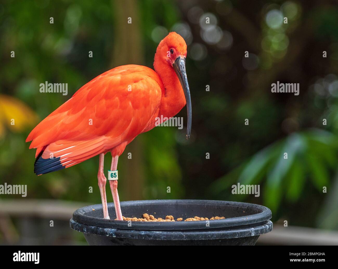 Scarlet Ibis in rainforest pyramid in Moody Gardens in Galveston, Texas ...