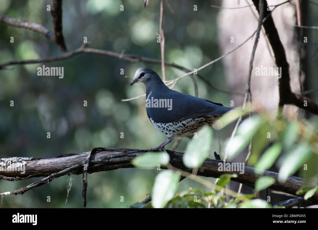 Australian native pigeon hi-res stock photography and images - Alamy