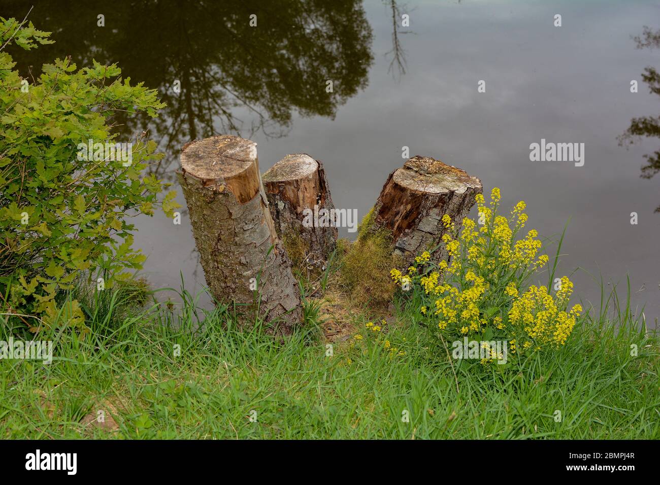 Tree stumps on a lake with yellow flowers and green grass and copy ...