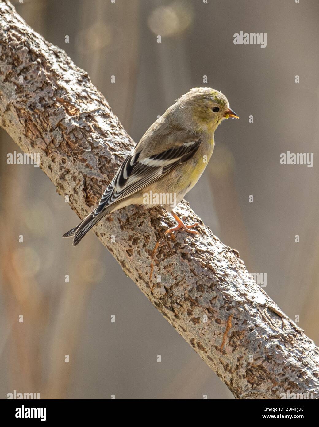 A gold finch sits on a tree branch Stock Photo - Alamy