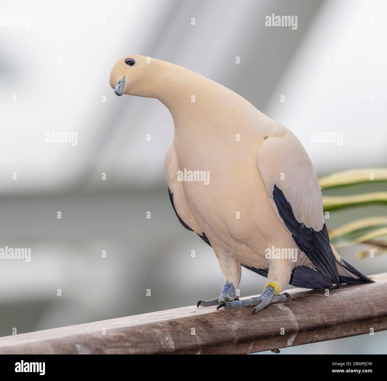 Torresian imperial pigeon in rainforest pyramid in Moody Gardens in ...