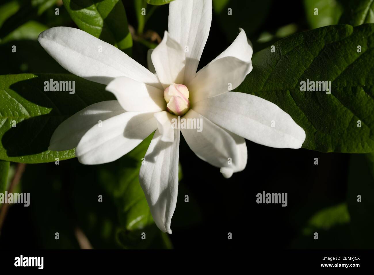 Star magnolia magnolia stellata hi-res stock photography and images - Alamy