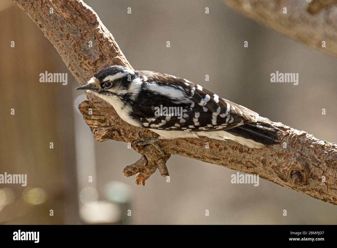 A downy woodpecker Stock Photo - Alamy