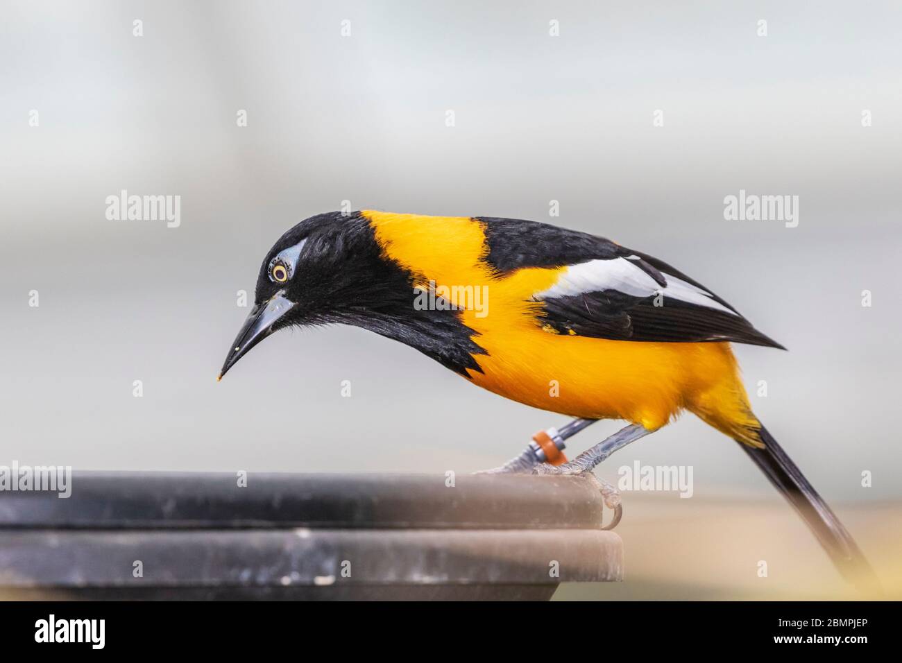 Venezuelan troupial bird in Rainforest pyramid in Moody Gardens in ...