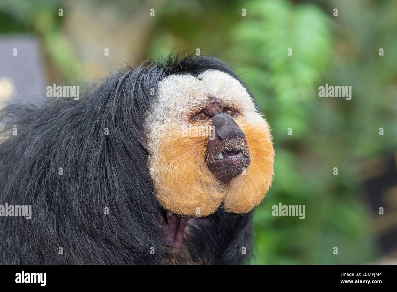 White-faced Saki Monkey in Rainforest Pyramid in Moody Gardens in ...
