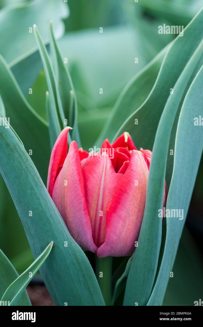Close up of tulipa Abba before fully opening. A bowl shaped red tulip ...