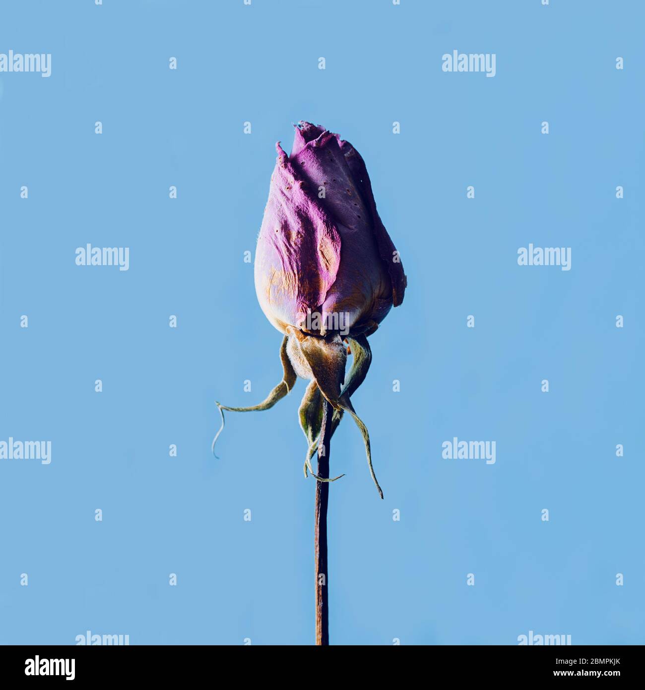 Withered colours hi-res stock photography and images - Alamy