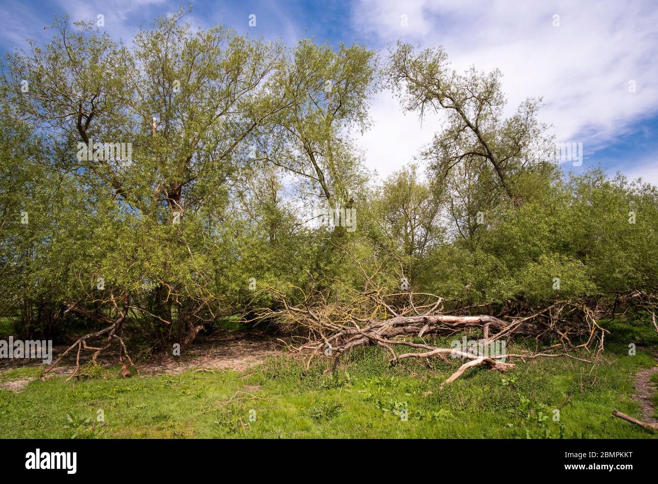 Old and new willow trees Stock Photo - Alamy