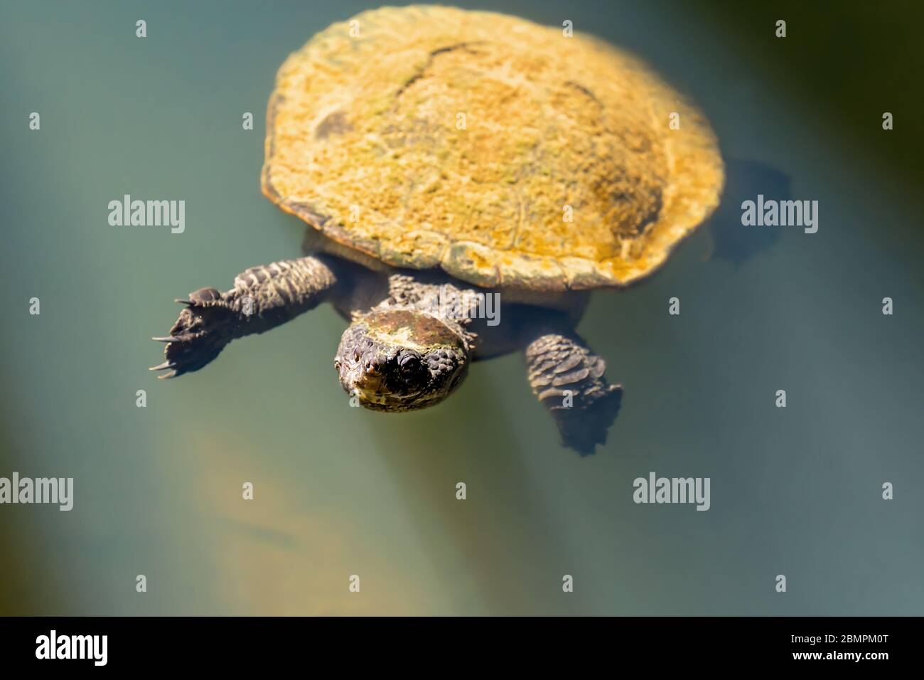 A small freshwater turtle covered in algae swimming in murky water ...