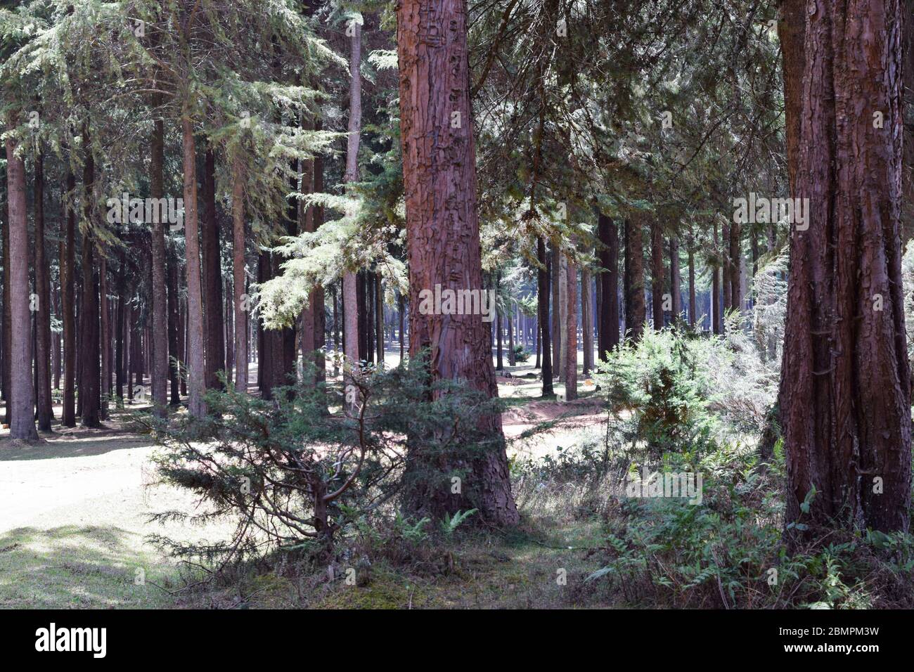 Trees in the forest in the Aberdare Ranges, Kenya Stock Photo - Alamy
