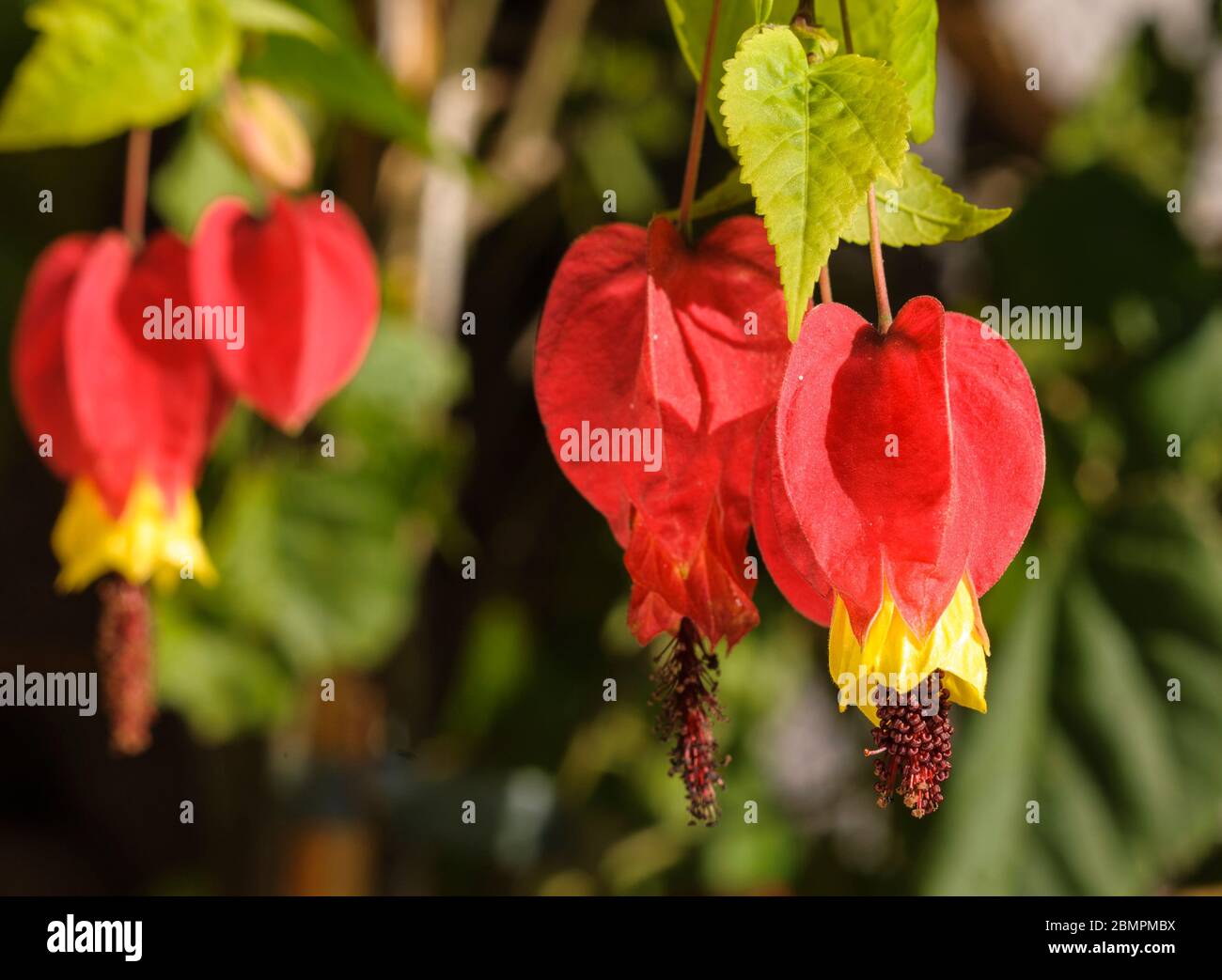 Abutilon megapotamicum hi-res stock photography and images - Alamy
