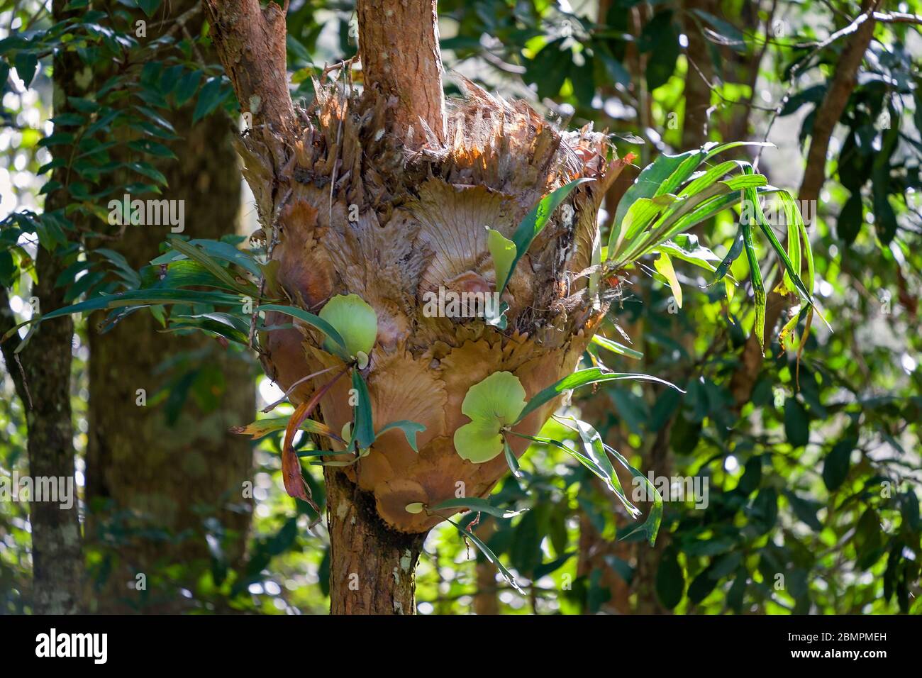 Staghorn fern attached to a tree in a tropical forest - unique shaped ...