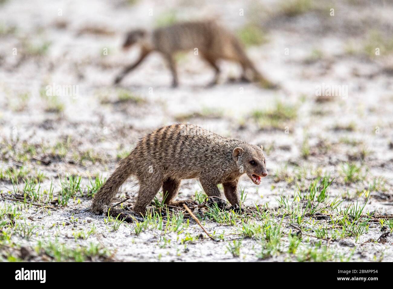 Mongoose africa teeth hi-res stock photography and images - Alamy
