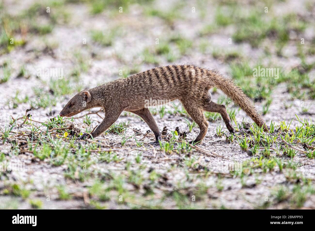 A mongoose searches for food in the brush near the Halali Camp in ...