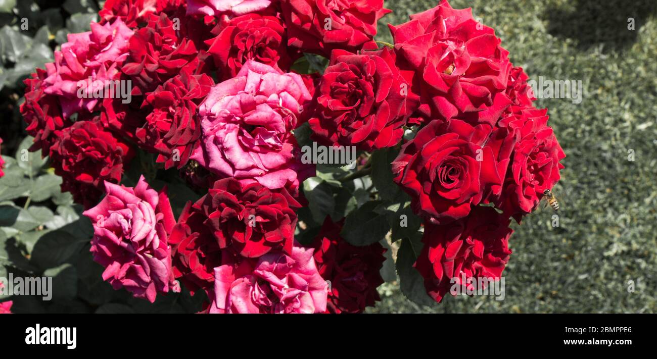 Blooming beautiful colorful red roses as floral background Stock Photo ...
