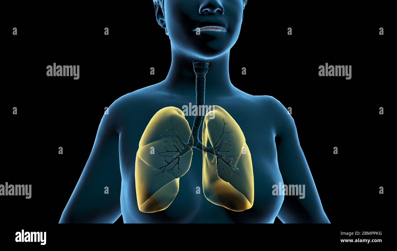 Female lungs, 3D illustration Stock Photo - Alamy