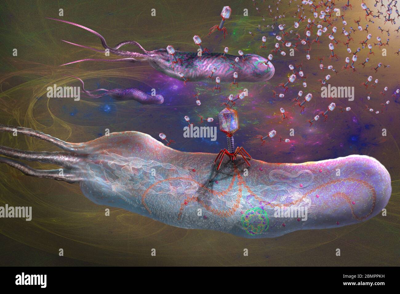 Bacterial cell burst hi-res stock photography and images - Alamy