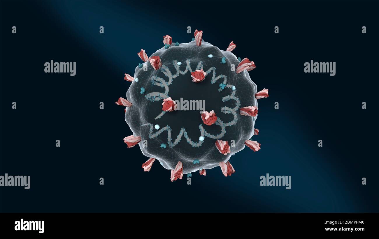 Coronavirus structure. Computer illustration showing a coronavirus with ...