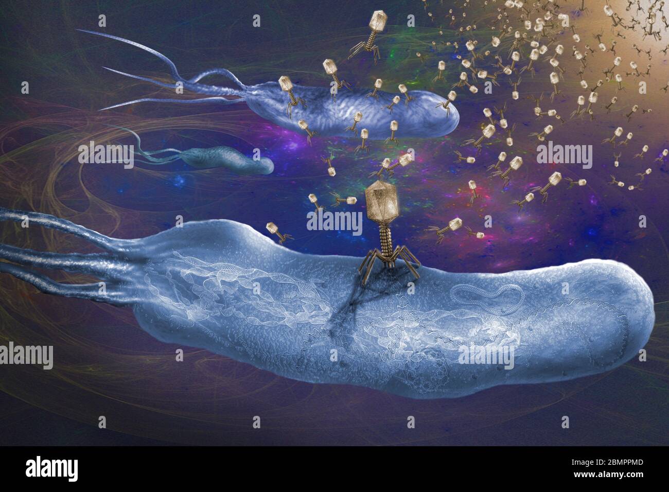 Bacterial cell burst hi-res stock photography and images - Alamy