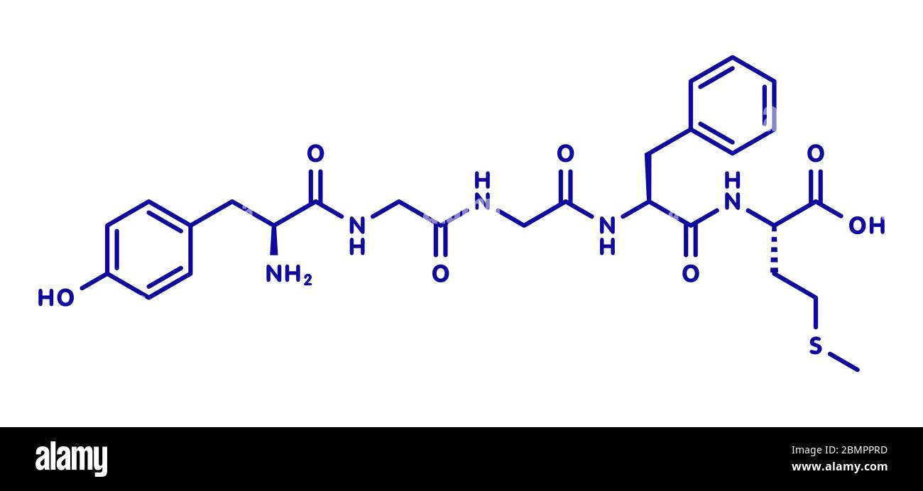 Met-enkephalin endogenous opioid peptide molecule. Skeletal formula ...