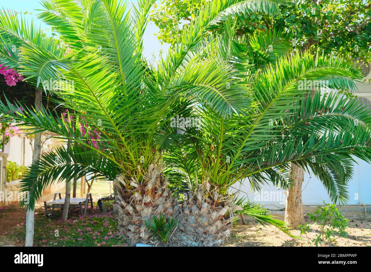 Tropical palm plant Phoenix canariensis Chabaud in the garden Stock ...