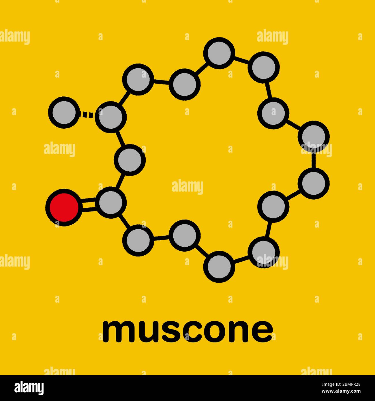 Muscone musk odour molecule. Stylized skeletal formula (chemical ...