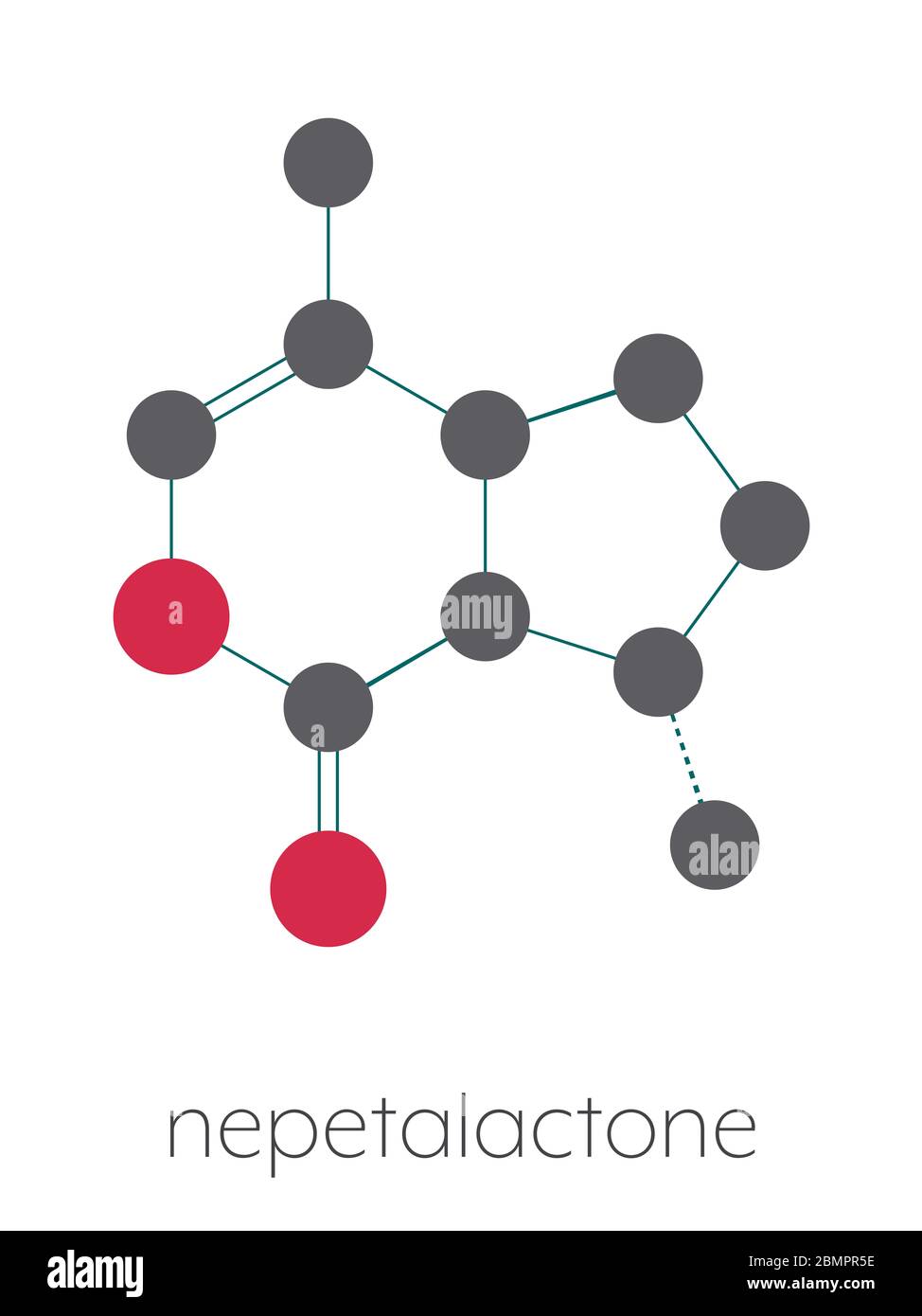 Nepetalactone catnip cat attractant molecule. Stylized skeletal formula ...