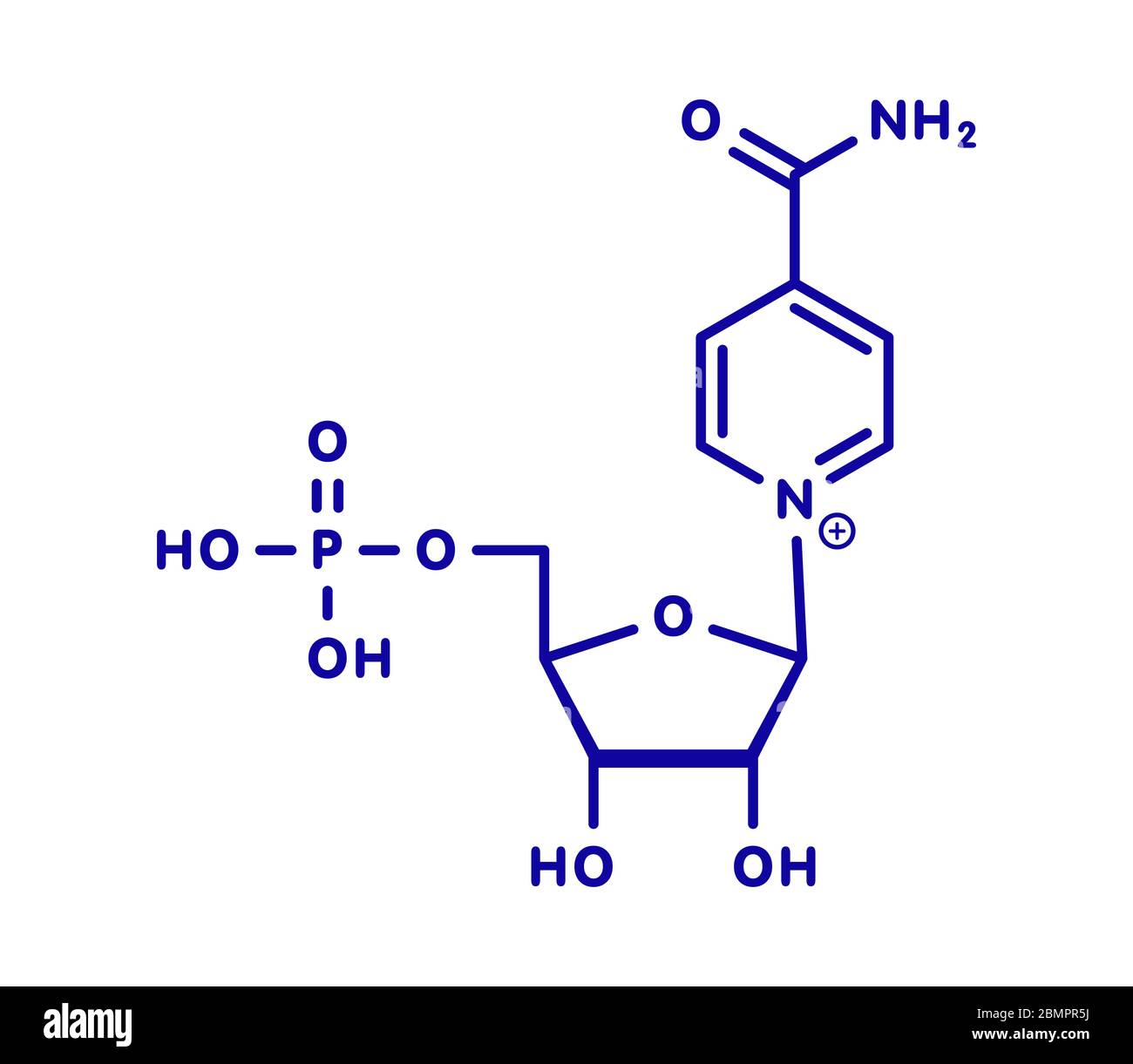 Nicotinamide mononucleotide molecule. Precursor of NAD+. Skeletal ...