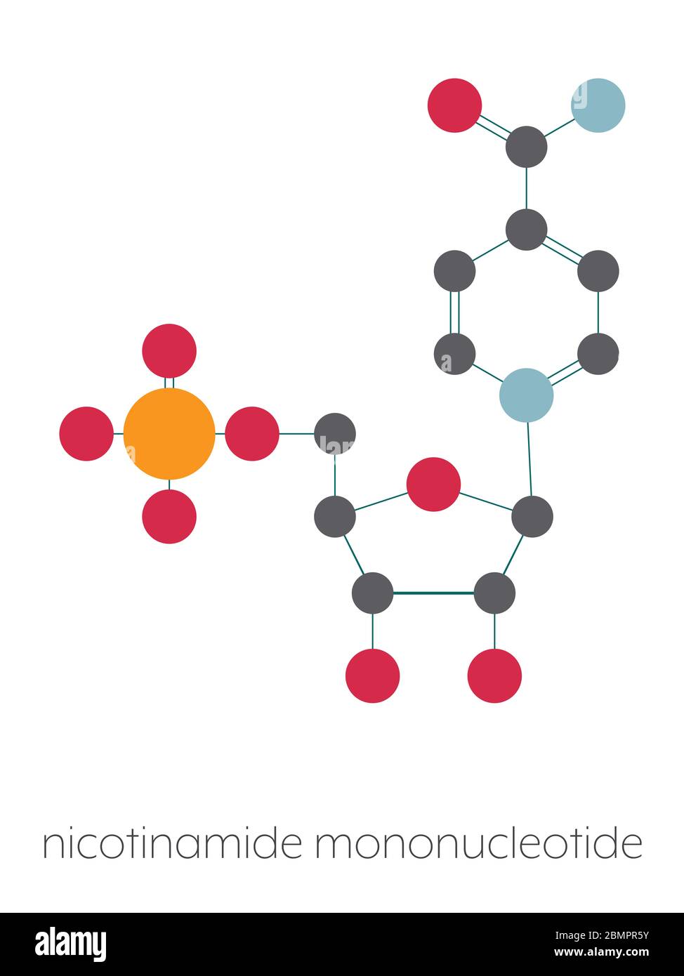 Nicotinamide mononucleotide molecule. Precursor of NAD+. Stylized ...