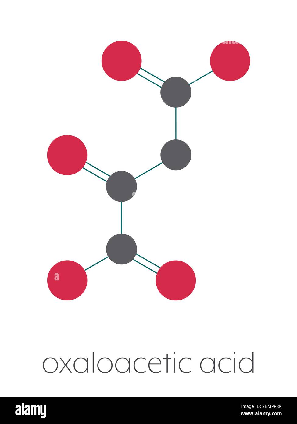 Oxaloacetic acid (oxaloacetate) metabolic intermediate molecule ...