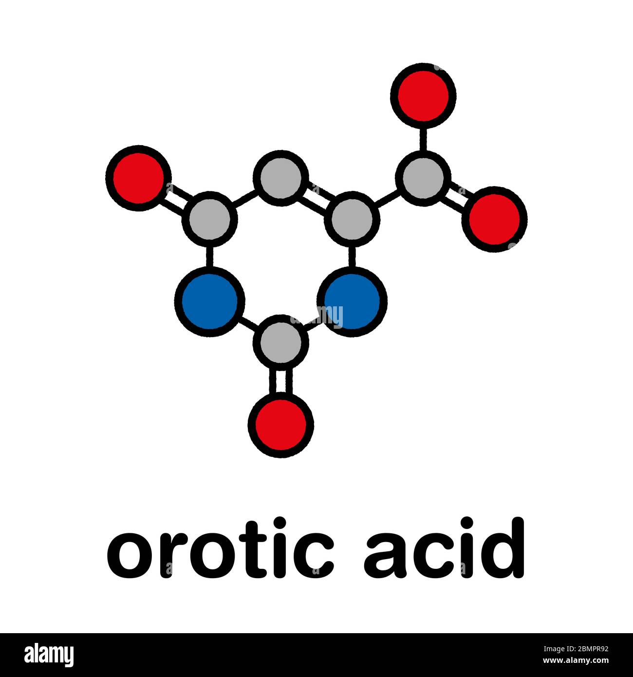 Orotic acid molecule. Stylized skeletal formula (chemical structure ...