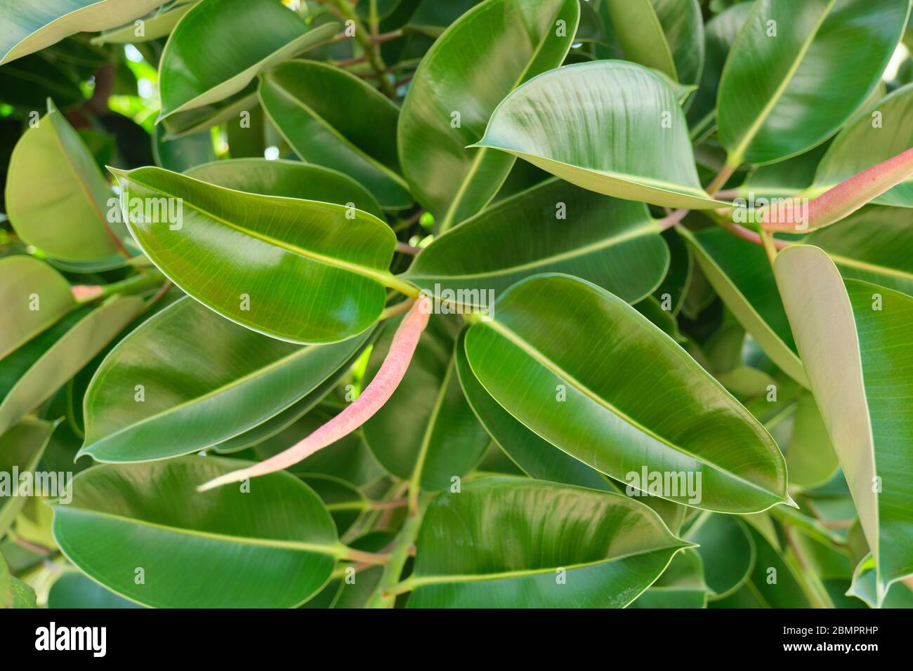Plant green background, top view on evergreen Ficus elastica bush Stock ...