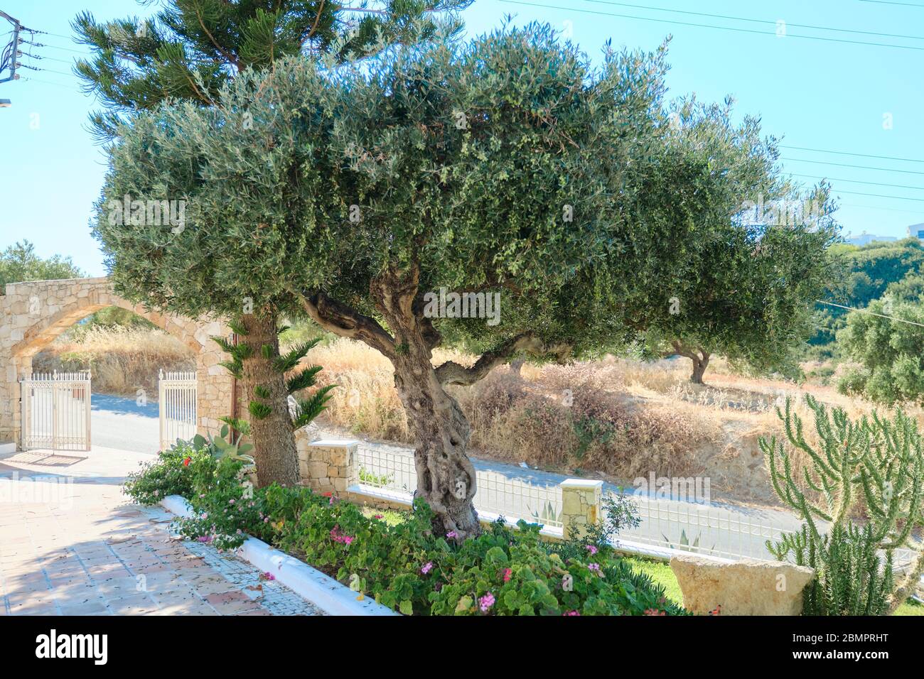 Old olive trees growing in the garden Stock Photo - Alamy