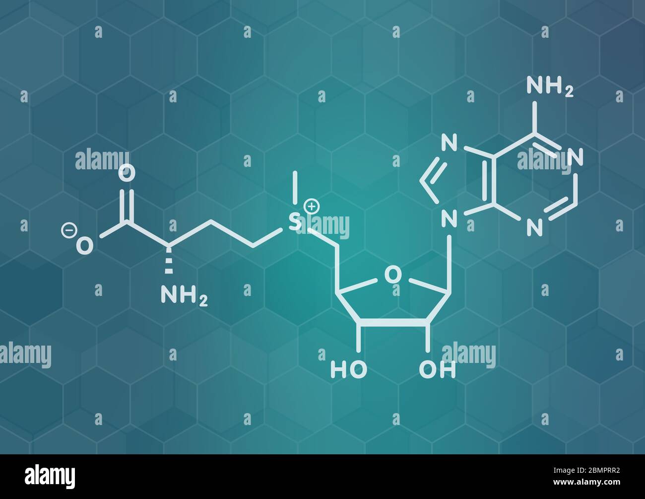 S-adenosyl methionine (SAM) molecule. Essential in several metabolic ...