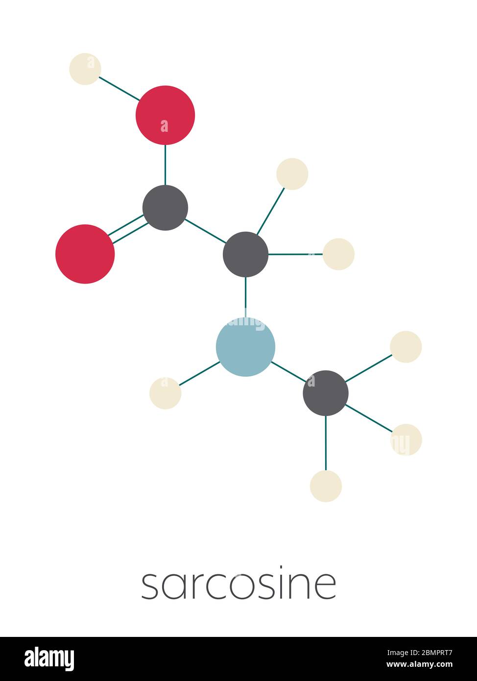 Sarcosine dehydrogenase Cut Out Stock Images & Pictures - Alamy