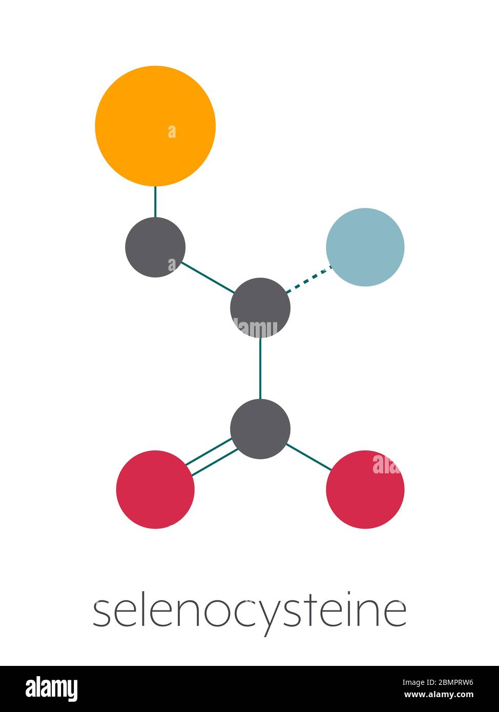 Selenocysteine (Sec, U) amino acid molecule. Called the 21st ...