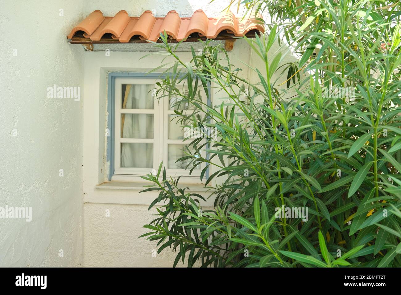 Closeup part of garden house with small blue window, and oleander bush ...