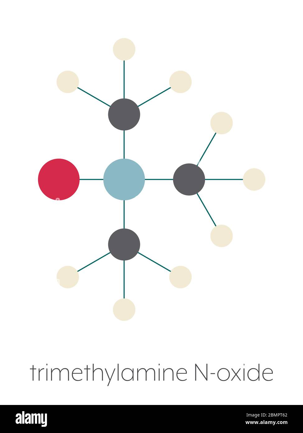 Trimethylamine N-oxide (TMAO) molecule. Stylized skeletal formula ...