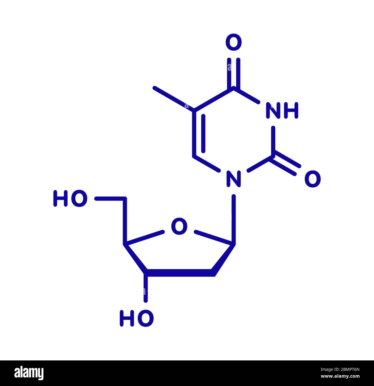 Deoxythymidine Monophosphate