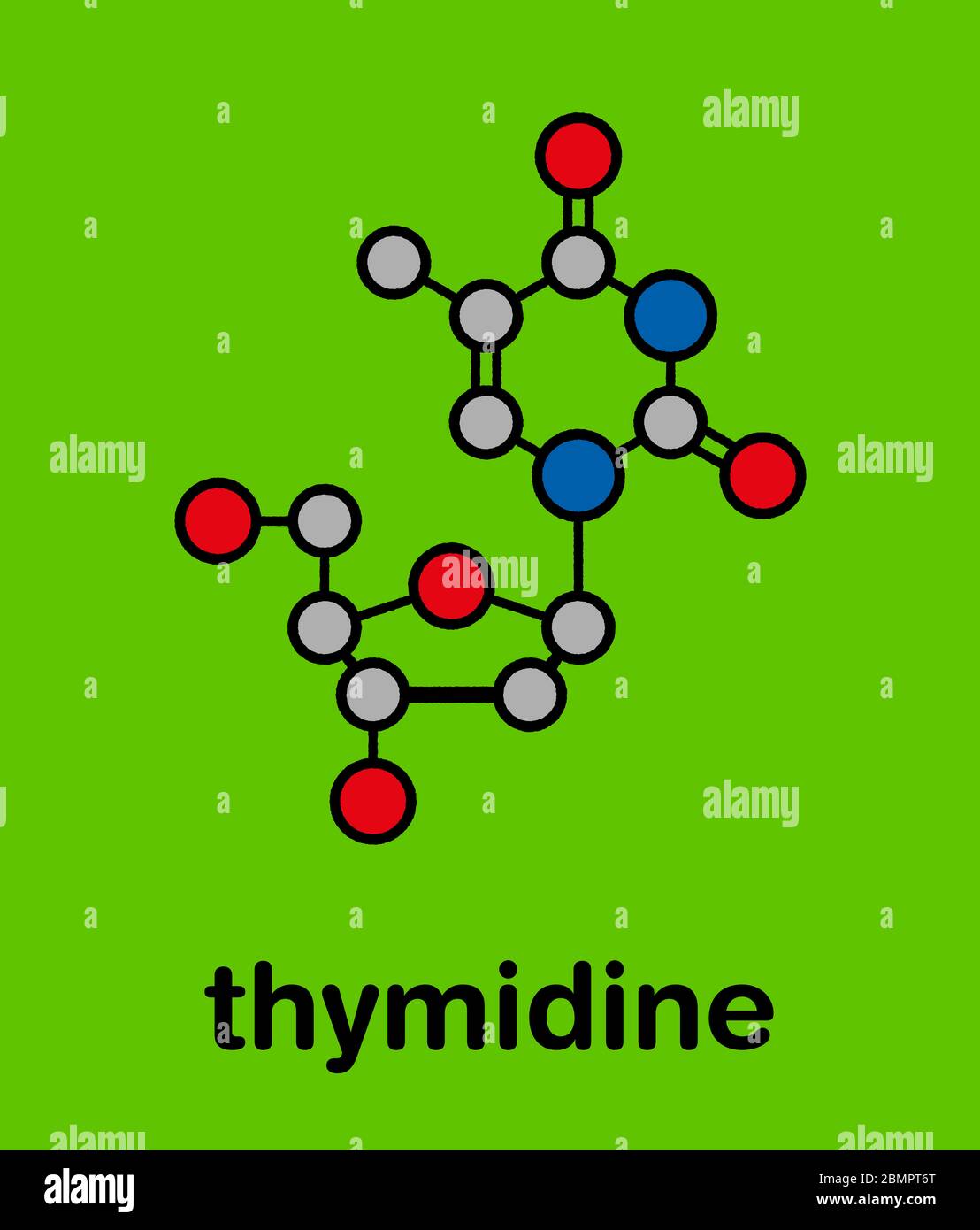 Thymidine (deoxythymidine) nucleoside molecule. DNA building block ...