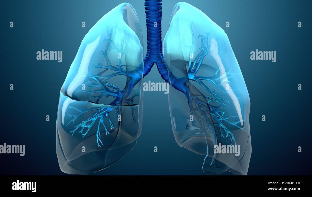 Lung anatomy, illustration Stock Photo - Alamy