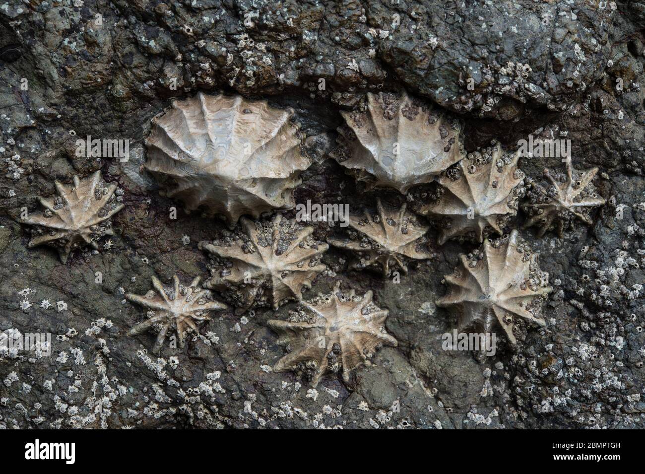 False limpets, Siphonaria gigas, ‎Siphonariidae, Manuel Antonio National Park, Costa Rica ...