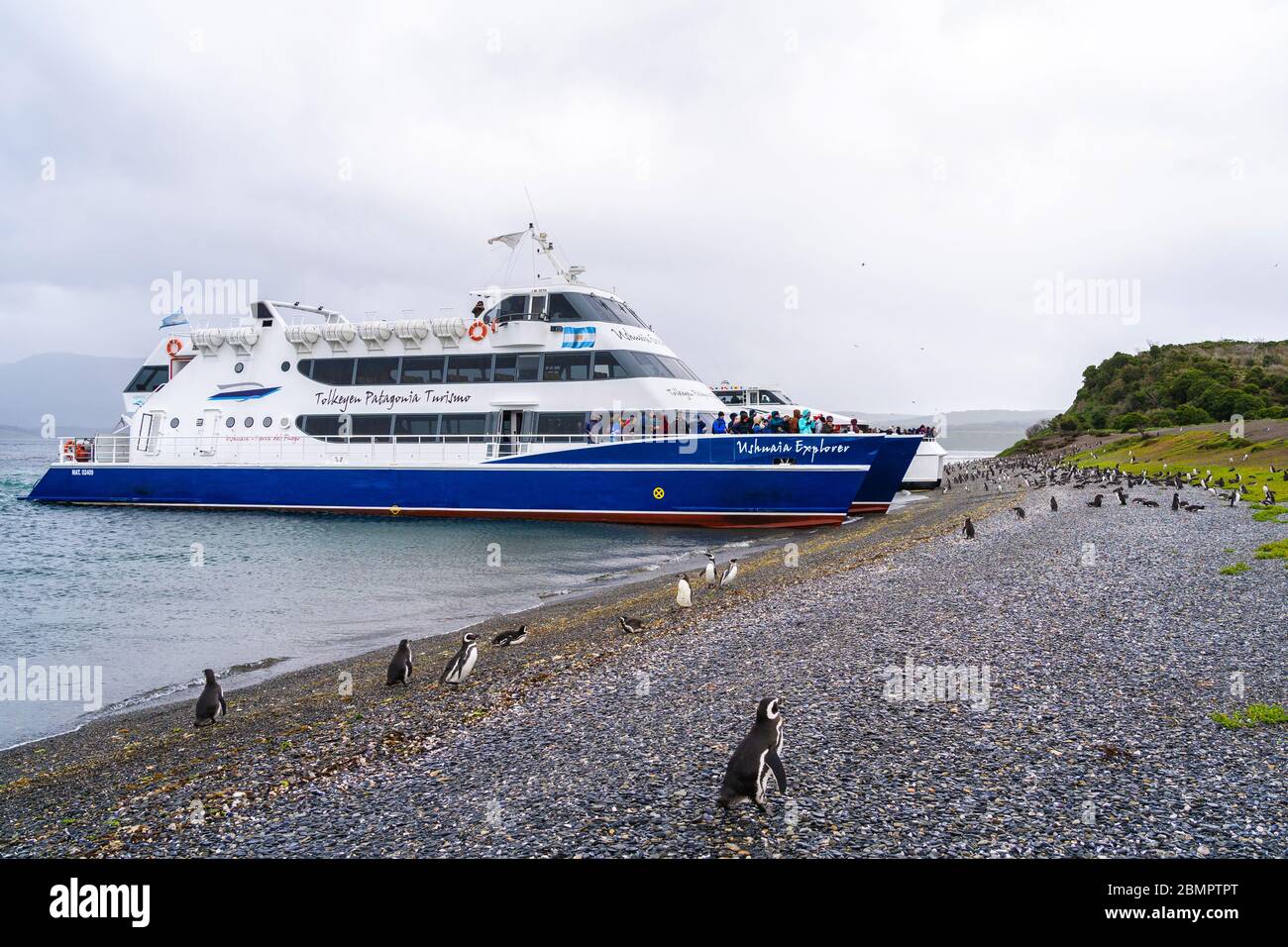 Tourist boats arrive at Martillo Island, famous for its Magellan ...