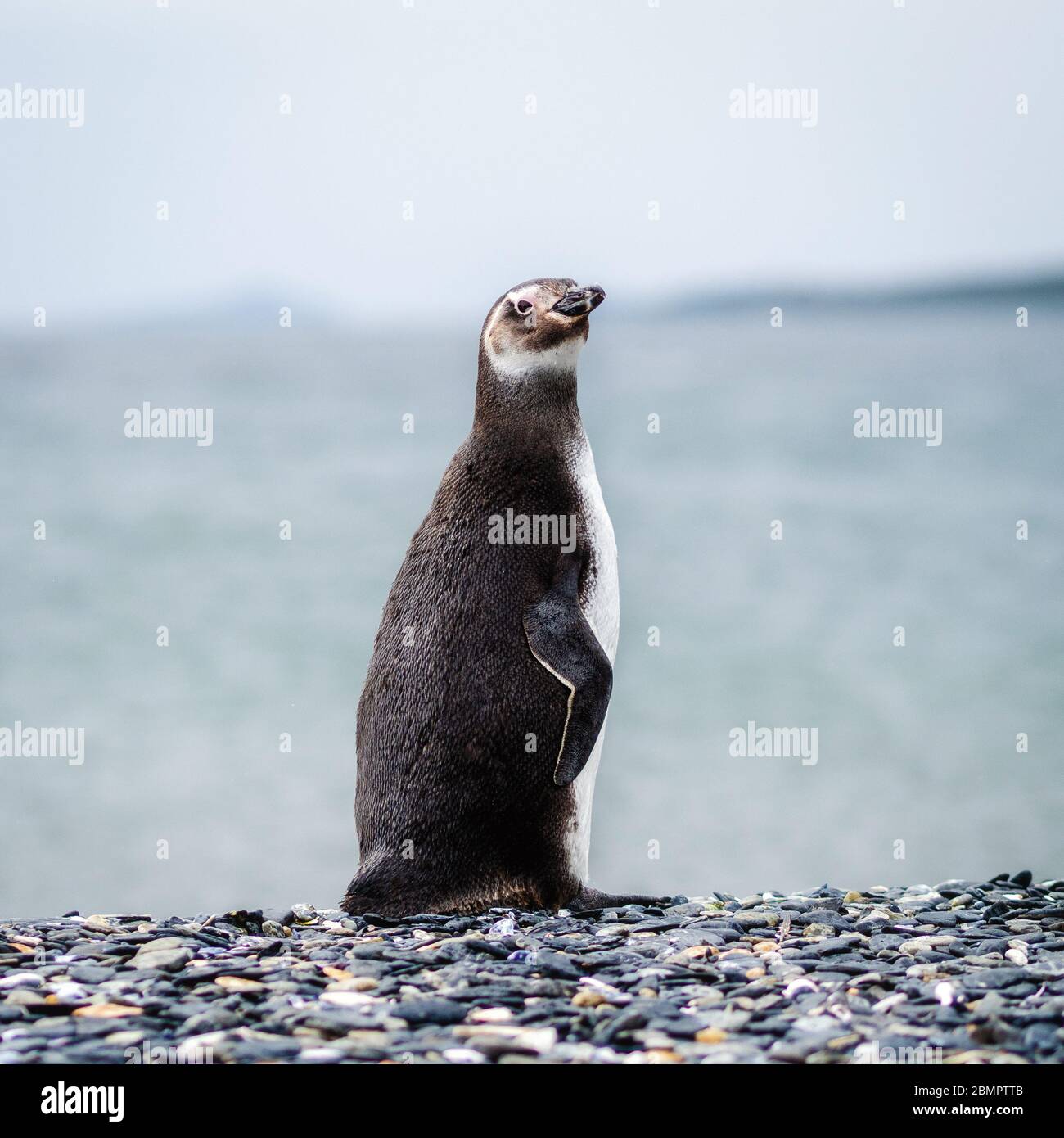 Magellan penguin on Martillo Island in the Beagle Channel, Ushuaia ...
