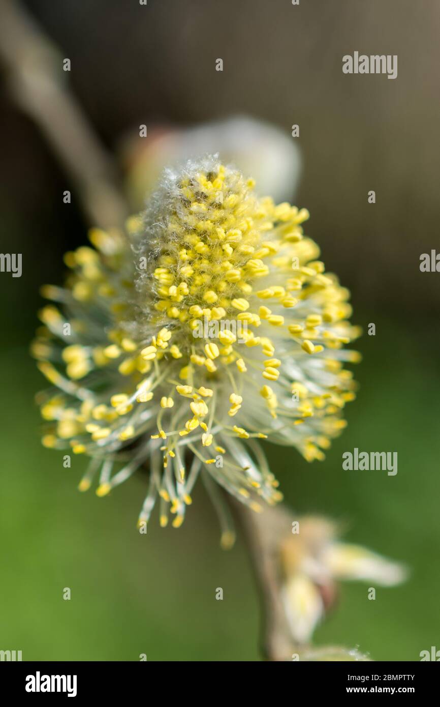 Tree bloom blossom beautiful flowers in spring season Stock Photo - Alamy