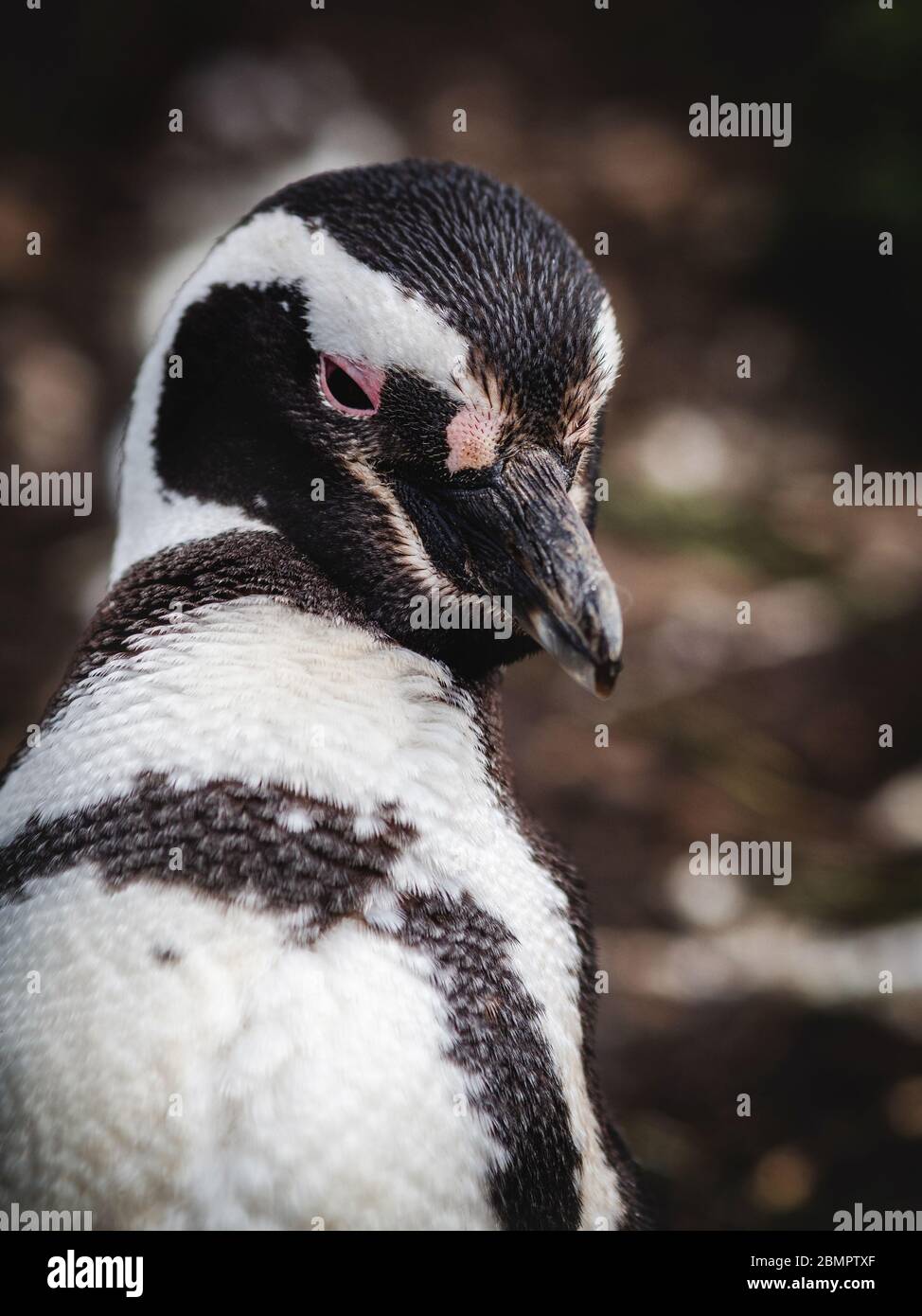 Close up shot of Magellan penguin on Martillo Island in the Beagle ...