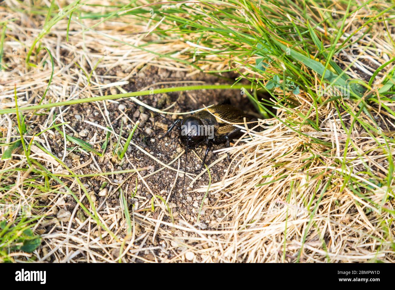 European field cricket Gryllus campestris in the entrance of its burrow ...